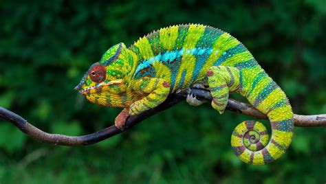 19 Impressive Animals That Can Naturally Change Colors | Color Meanings ...