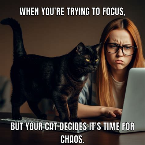 51 Funniest Cat Jokes You Need to Laugh Now - QuillWords - Auto News
