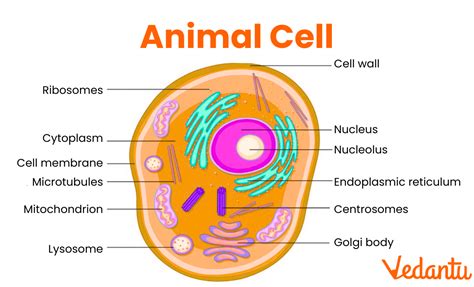 Animal Cells Label The Organelles - Maxresdefault draw the animal cell ...