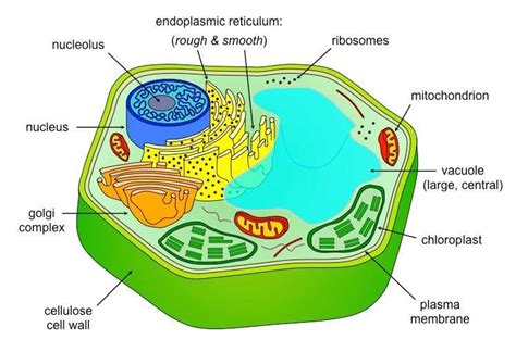 Eukaryotic Plant Cell Labeled Diagram - Auto News
