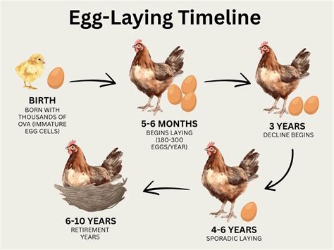 How Long Do Chickens Lay Eggs? Your Complete Guide to Egg Production ...