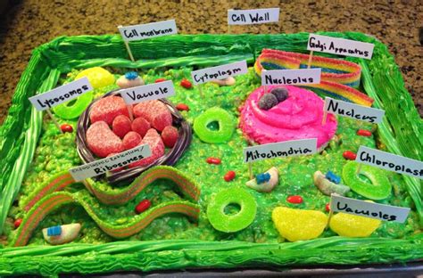 How to make an edible plant cell project for school – Artofit - Auto News