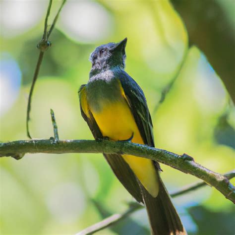 Bugatti Chiron Interior: Luxurious Design and Cutting-Edge Features ...
