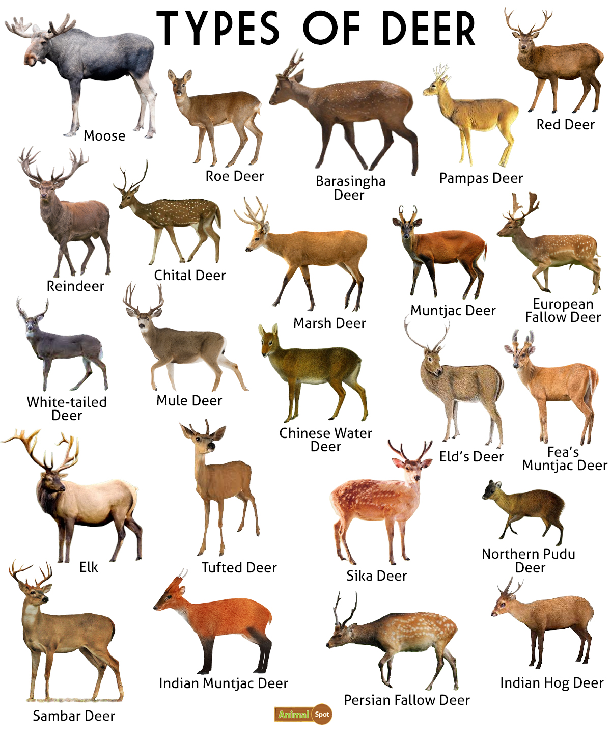 Names Of Male Deer - Auto News