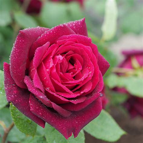Oklahoma State Flower Oklahoma State Flower – Oklahoma Rose - Auto News
