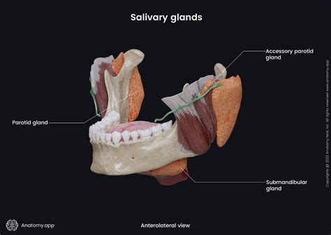 Salivary glands | Anatomy.app - Auto News