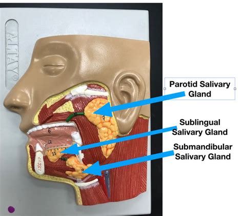 Salivary Glands Model Labeled - Auto News