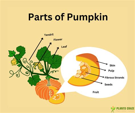 What Part of The Plant is a Pumpkin [Confusion Solved] - Auto News